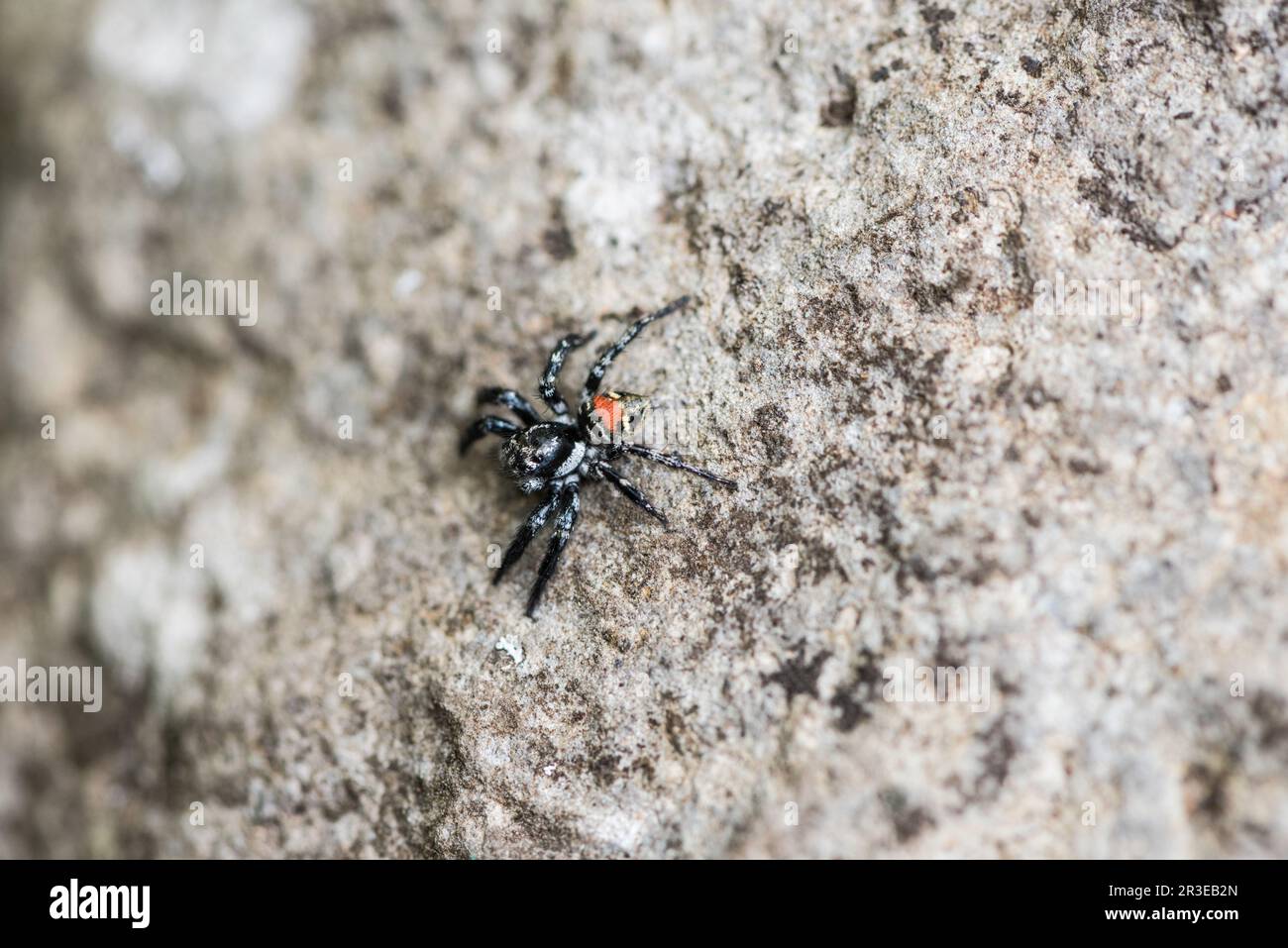 Panama spider hi-res stock photography and images - Alamy