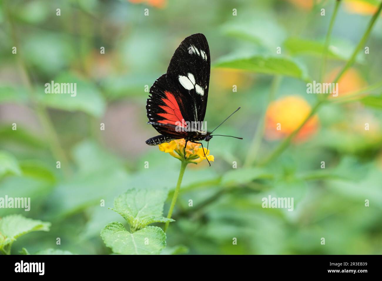 Dot-Bordered Heliconid/ Doris Longwing (Heliconius doris) feeding on ...