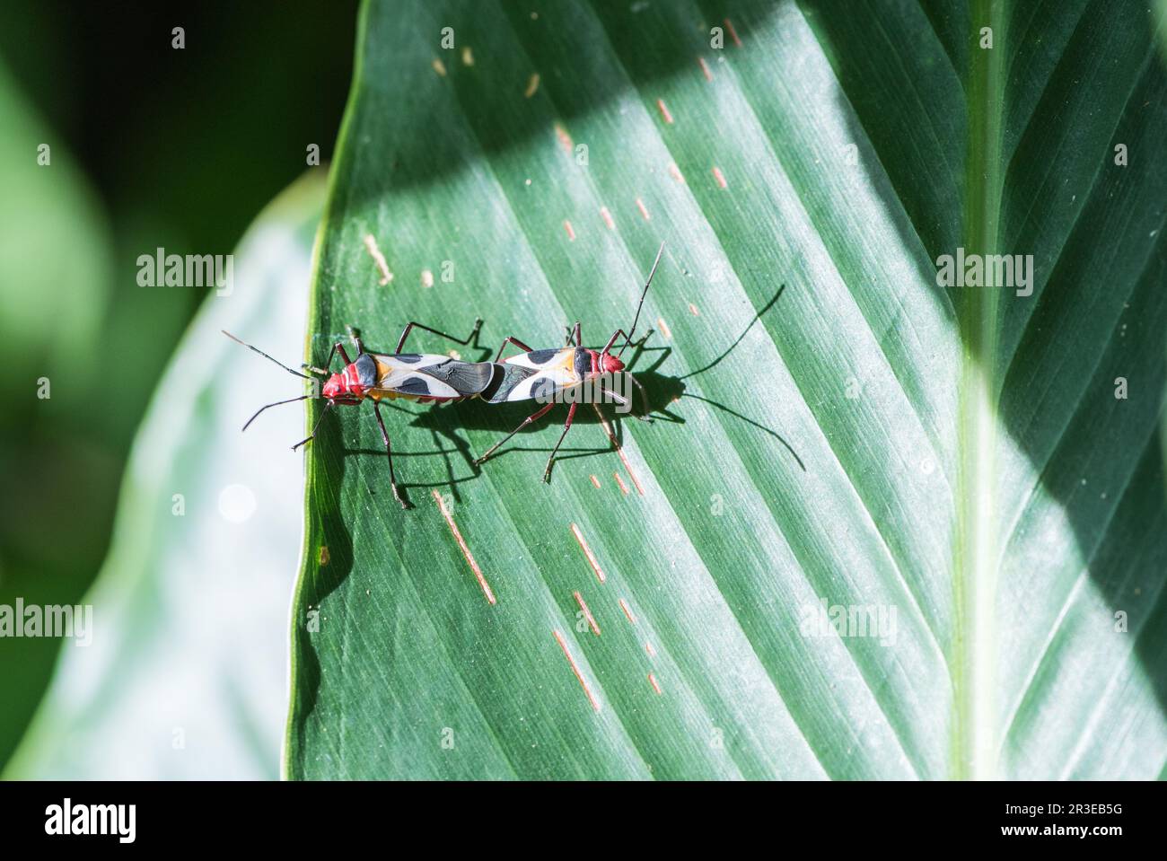 Pair of mating Cotton Stainer bugs (Dysdercus sp.) in Panama Stock ...