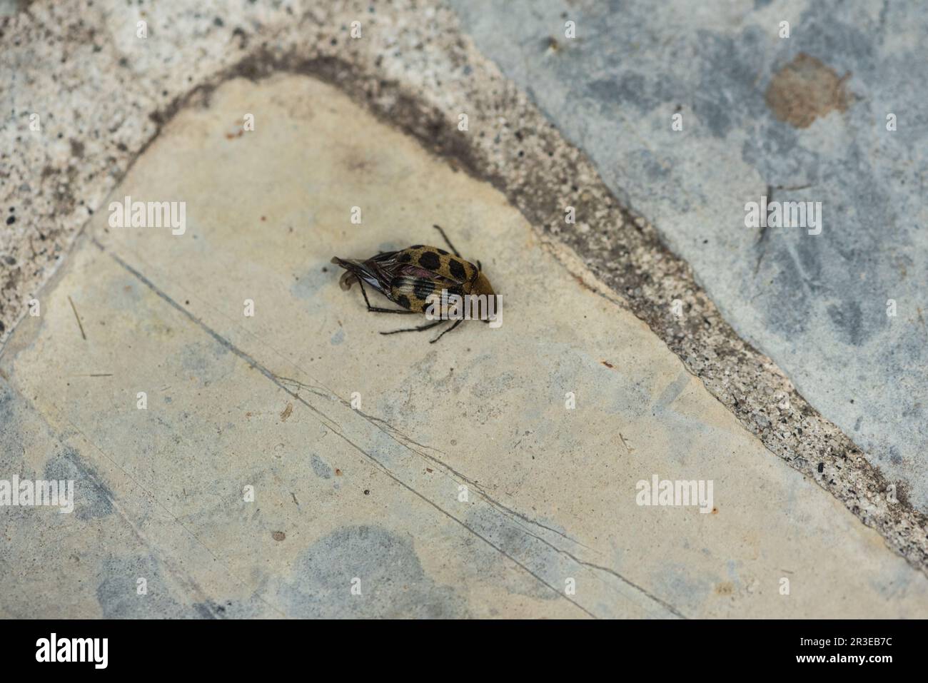 A dead beetle (Isonychus sp.) in Panama Stock Photo - Alamy