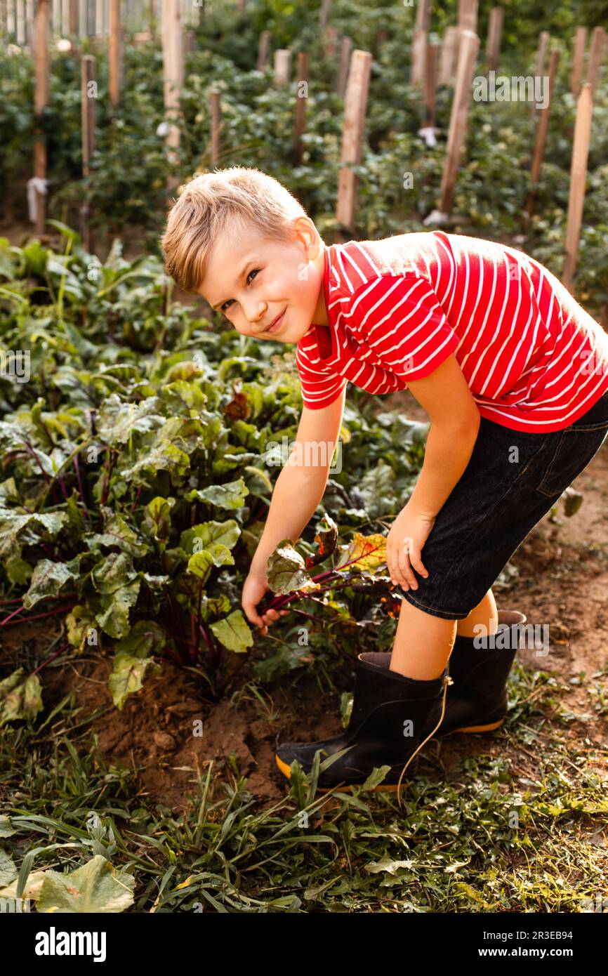 The boy holds a harvests fresh beet in the garden and looks at the ...