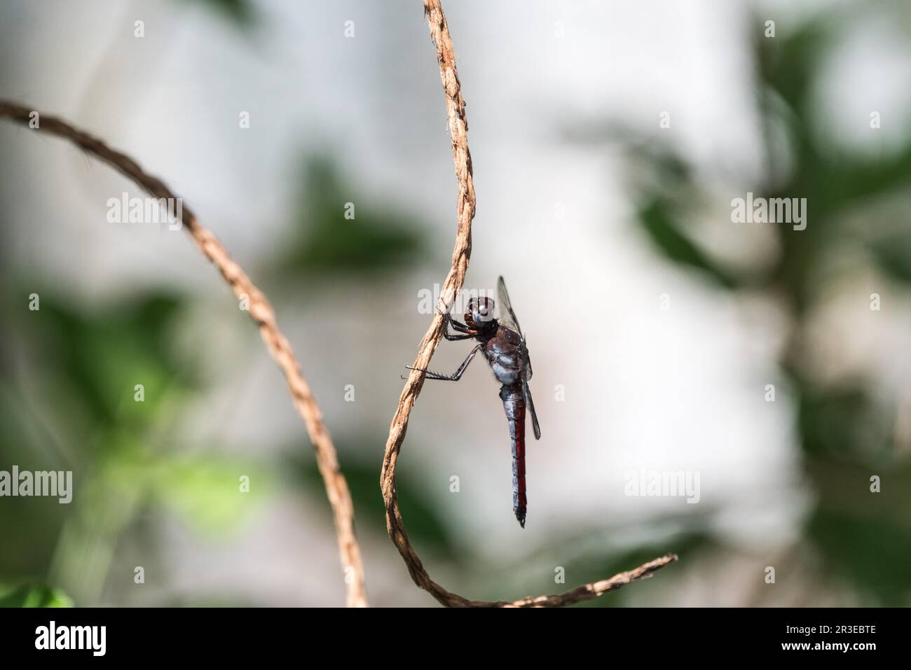 Resting dragonfly, a Silver-sided Skimmer (Libellula herculea) in ...