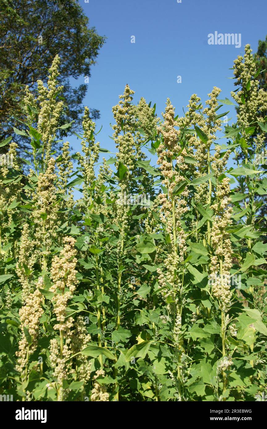 Chenopodium quinoa field hi-res stock photography and images - Alamy