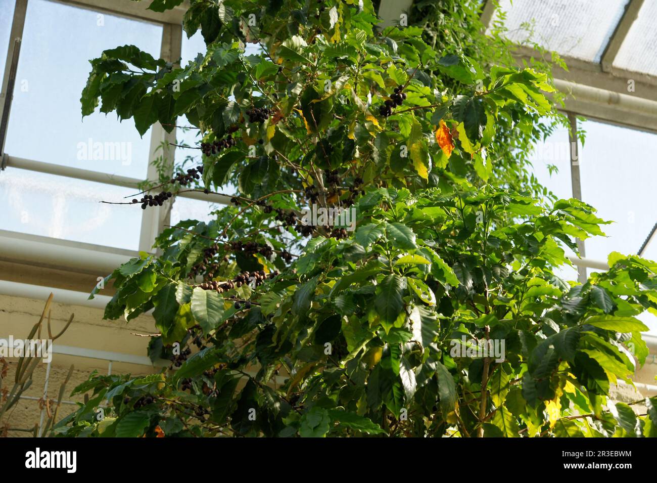 Coffea arabica, Arabian coffee Stock Photo - Alamy