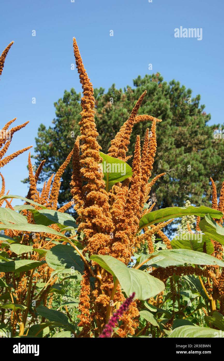 Amaranthus caudatus, pendant amaranth Stock Photo - Alamy