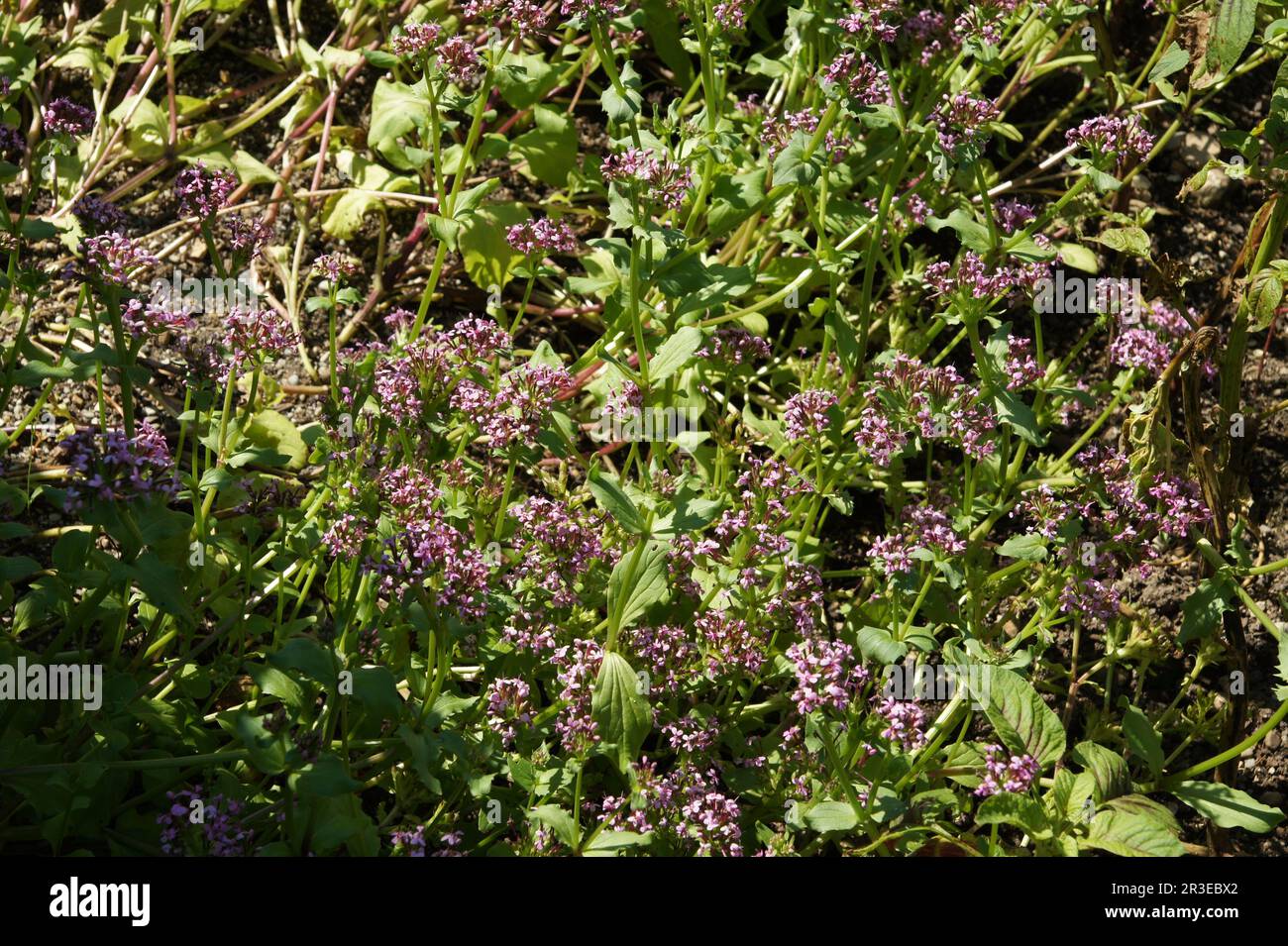 Fedia hi-res stock photography and images - Alamy