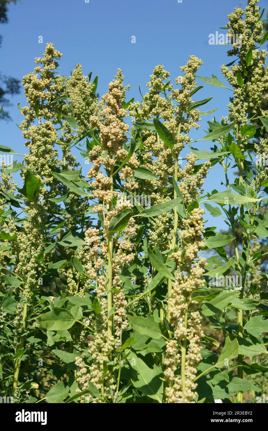 Chenopodium quinoa field hi-res stock photography and images - Alamy