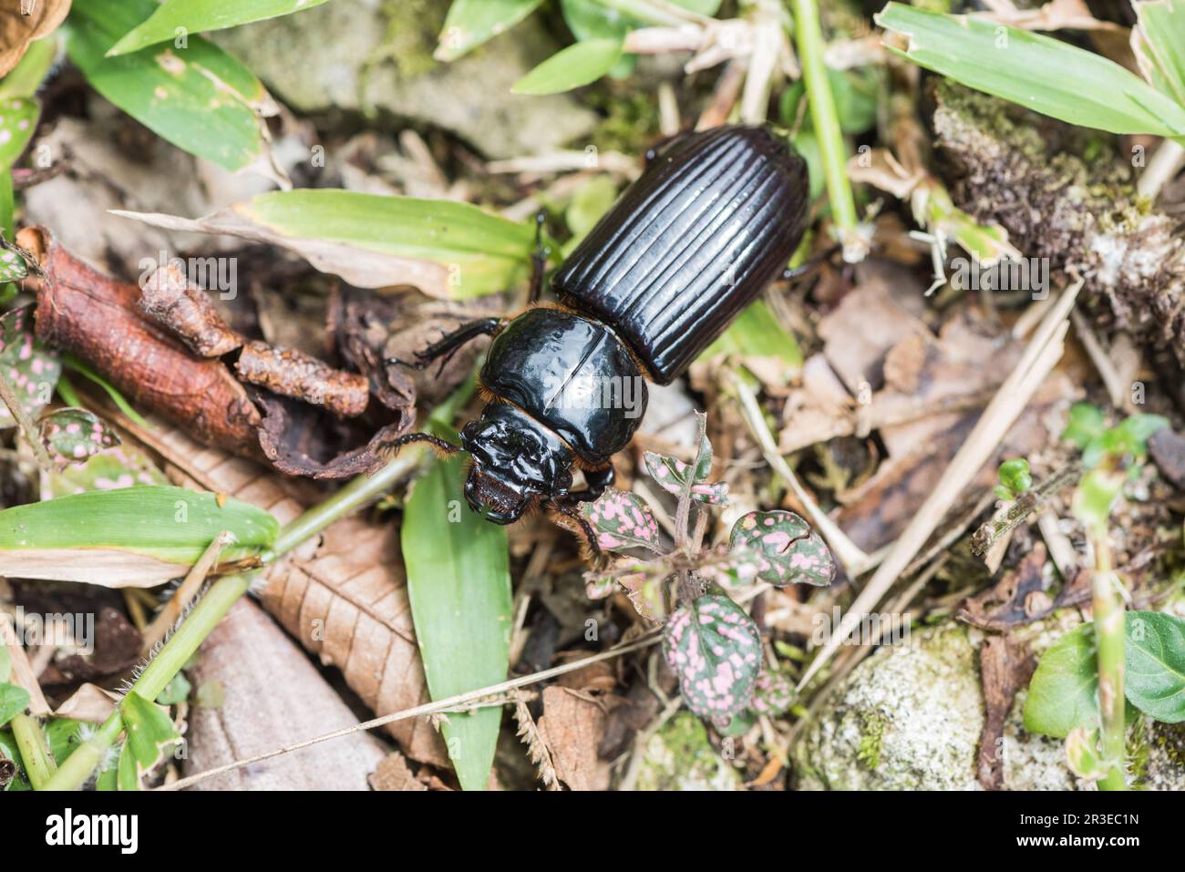 A large (40mm or so) Bess Beetle (Venturius sp) in Panama Stock Photo ...
