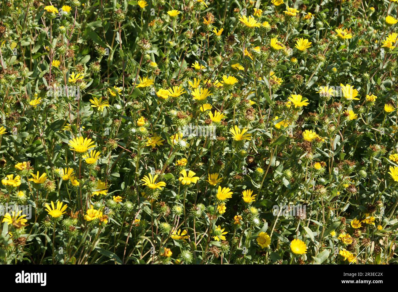 Gumweed hi-res stock photography and images - Alamy