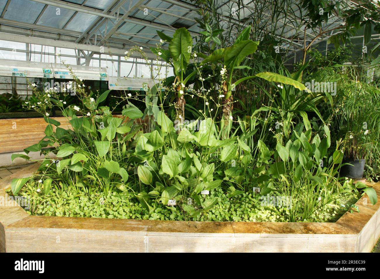 Sagittaria lancifolia, bulltongue arrowhead Stock Photo - Alamy