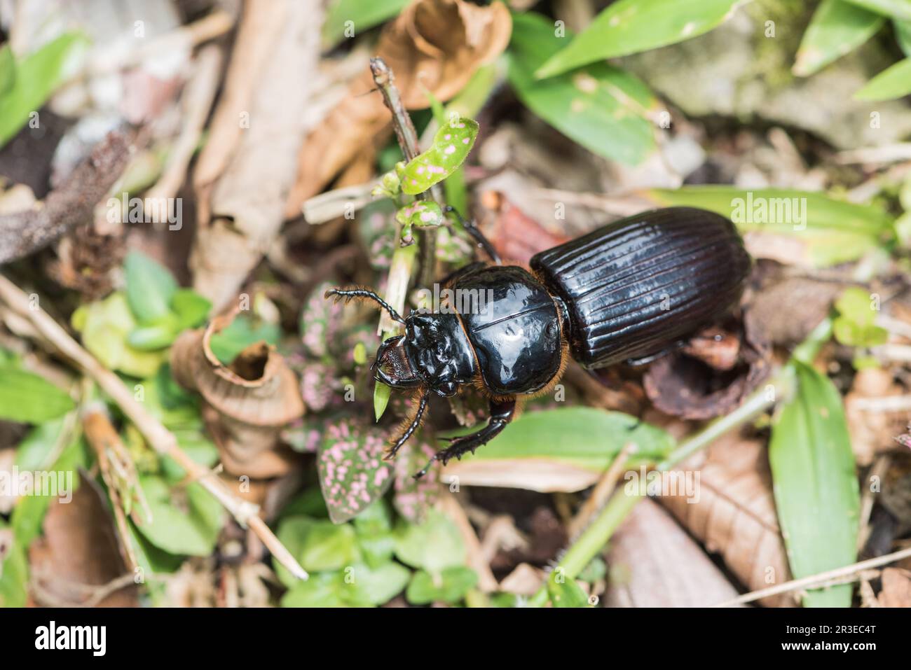 A large (40mm or so) Bess Beetle (Venturius sp) in Panama Stock Photo ...