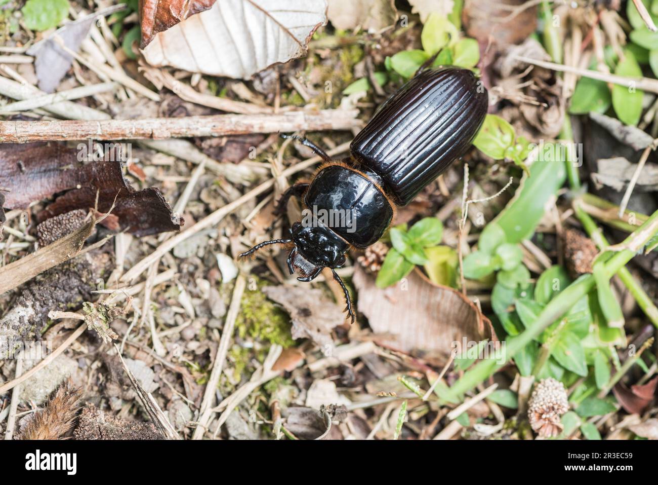 A large (40mm or so) Bess Beetle (Venturius sp) in Panama Stock Photo ...