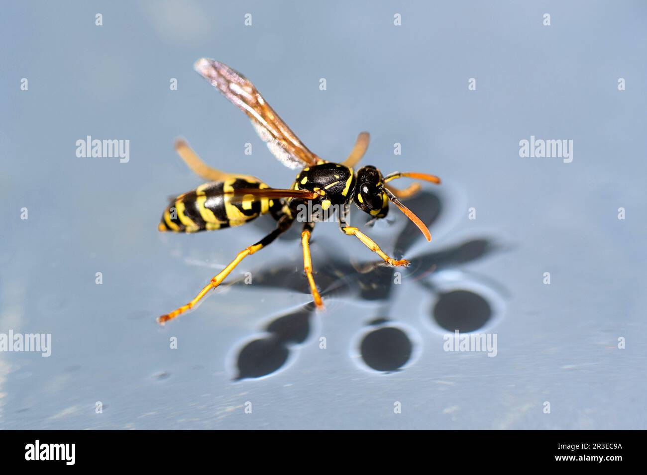 Polistes wasp collecting water on a hot day to cool its nest, Valais ...