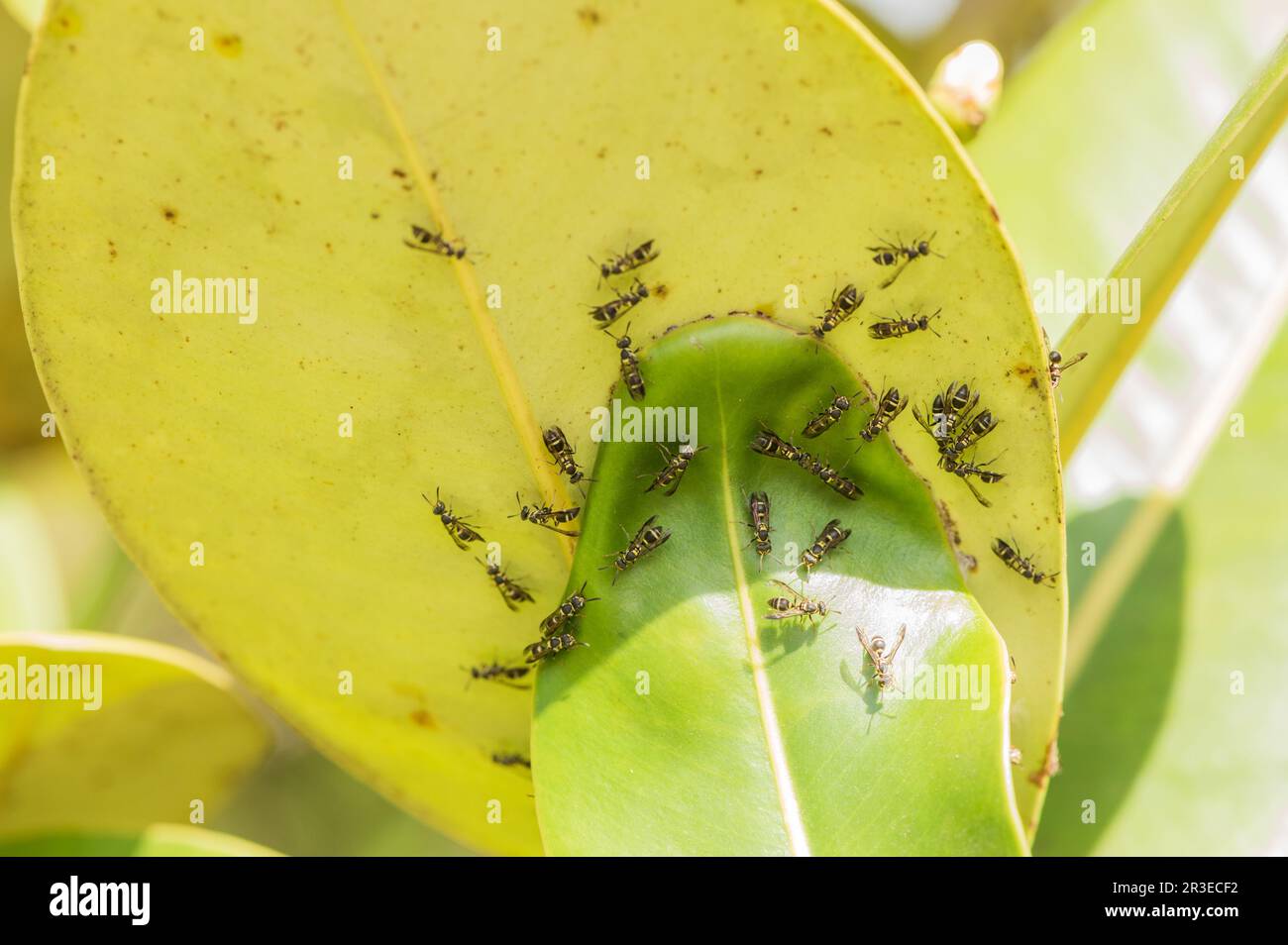 A wasp nest on leaves in Panama. Possibly from the genus Protopolybia ...