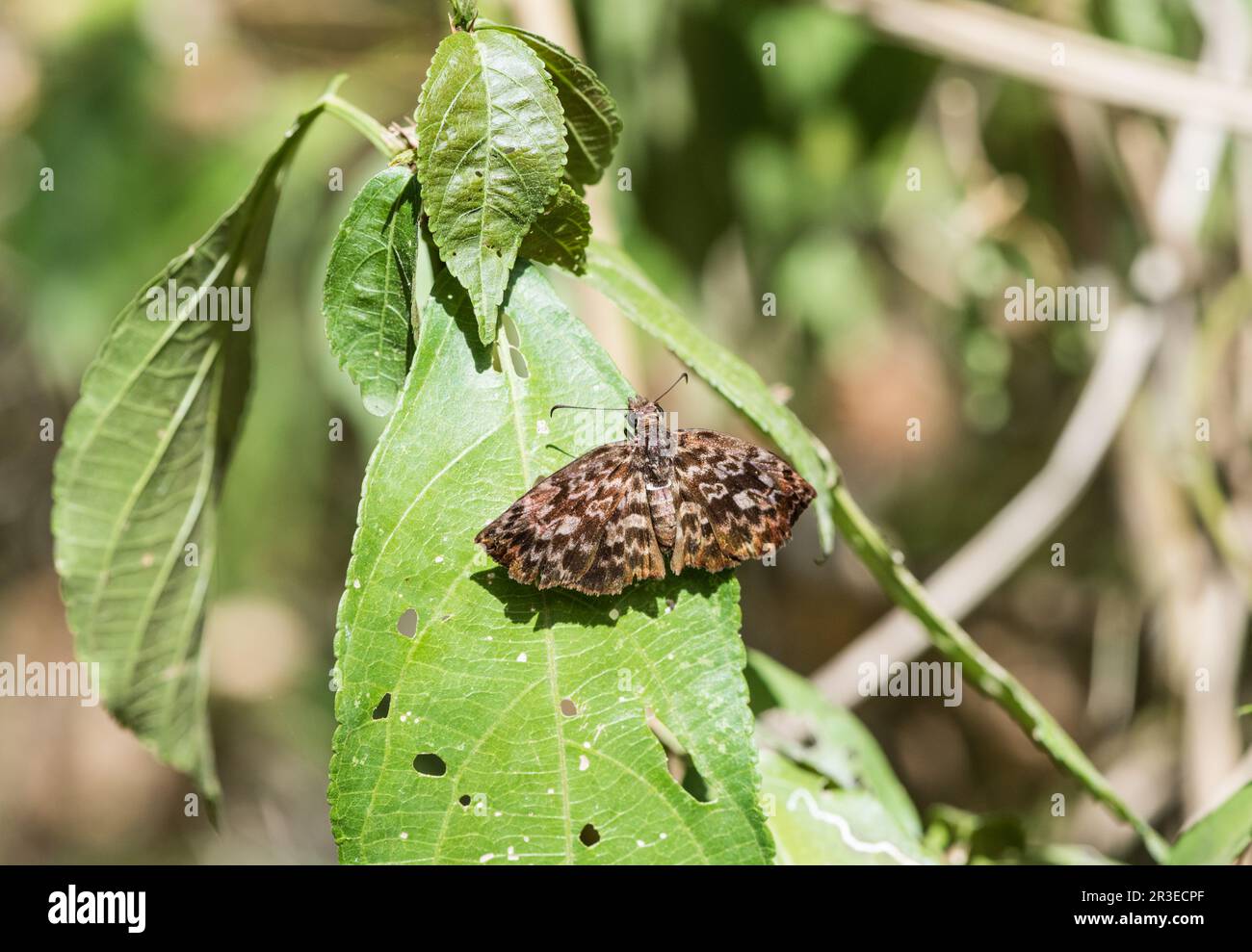 Widespread skipper hi-res stock photography and images - Alamy