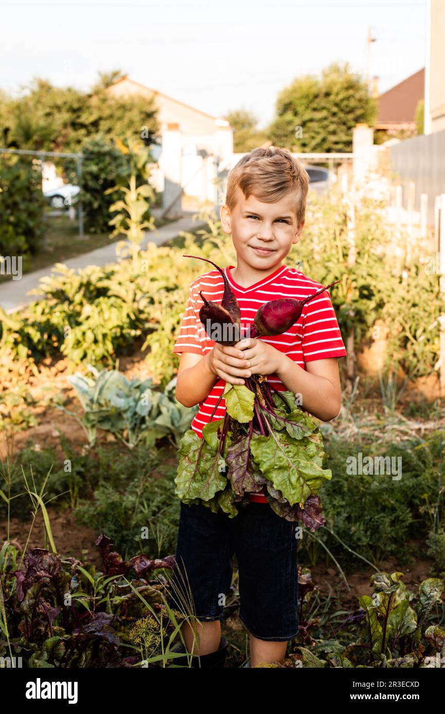 The boy rejoices after picking the fresh beet Stock Photo - Alamy