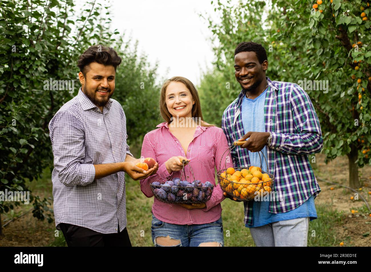 Co-workers at the fruit farm after picking harvest Stock Photo - Alamy