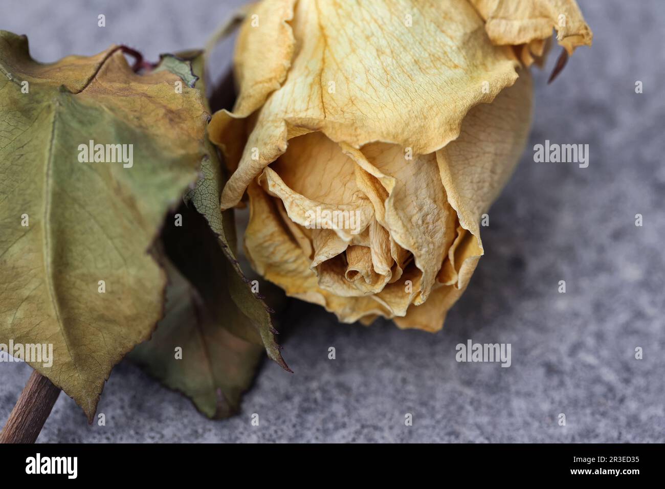 Withered rose blossom Stock Photo - Alamy