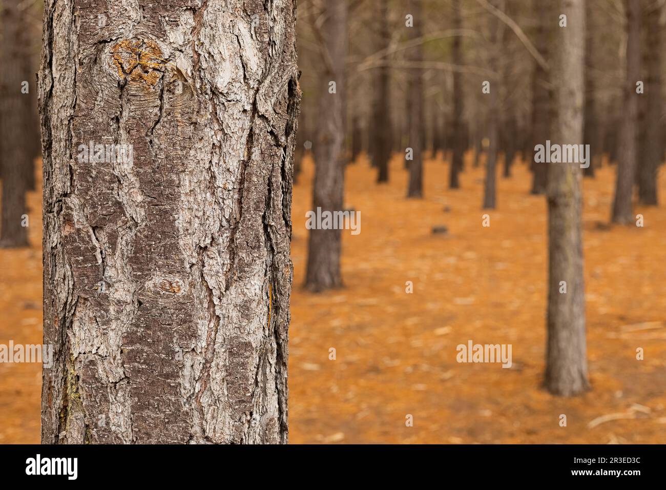 Rows of trees in a Pine Forest Plantation Stock Photo - Alamy