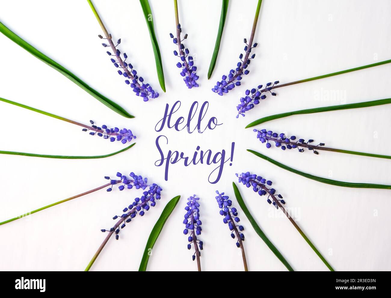 HELLO SPRING Postcard layout. Flat lay, top view. Blue hyacinths in row ...