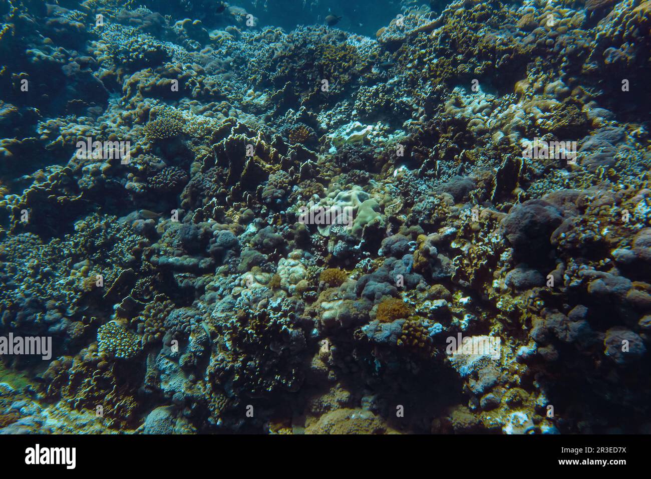 Underwater scenery with corals and fish in background. Diving at Anakao ...