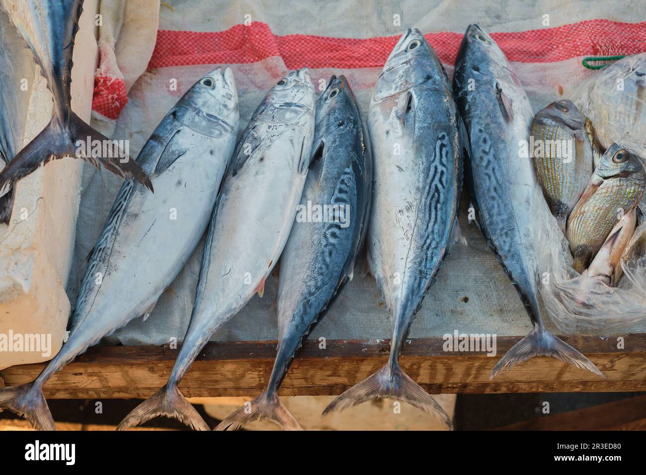 Fresh tuna is sold at the fish counter on the pier. Raw freshly caught ...