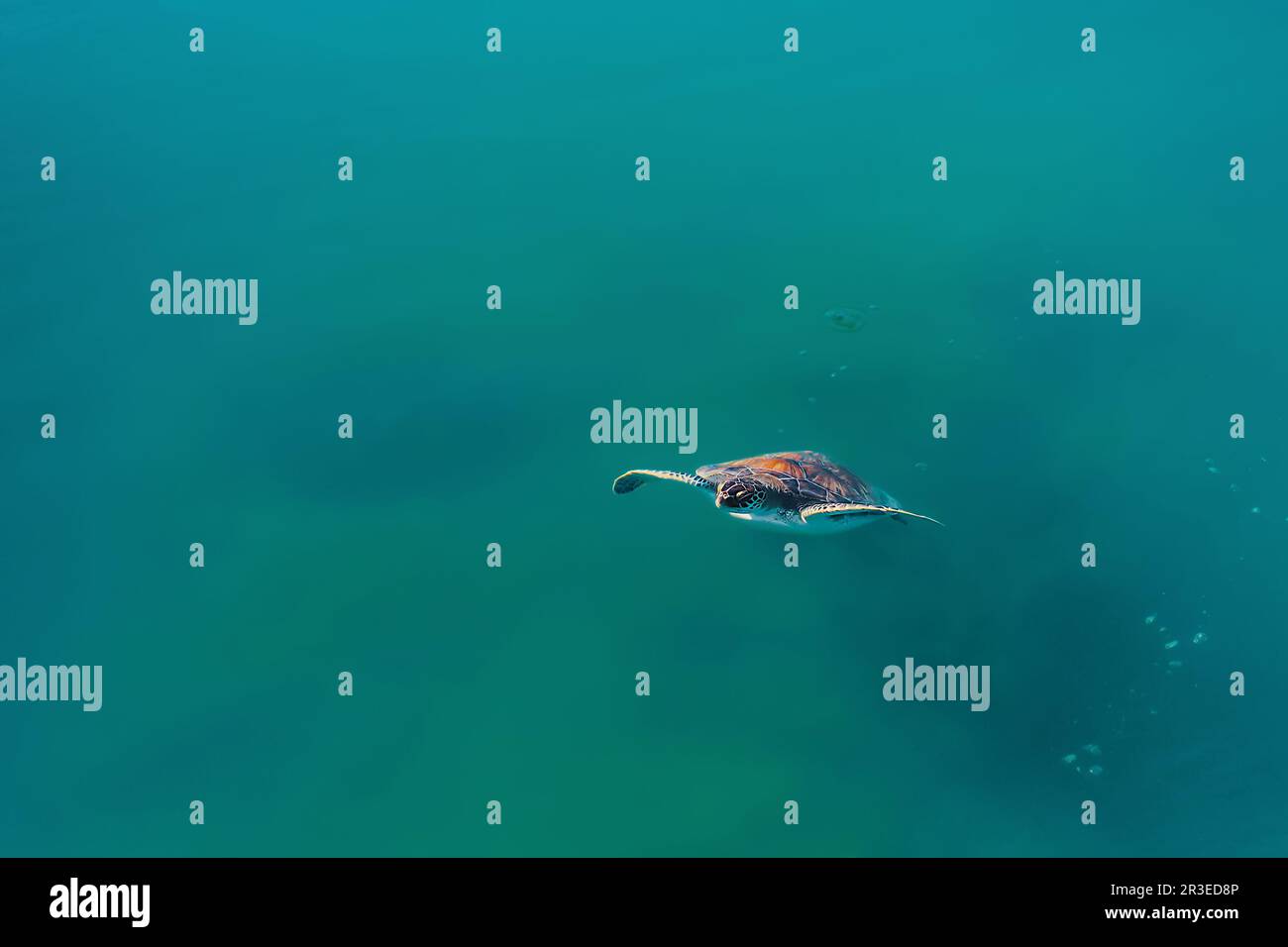 green sea turtle emerges from the mediterranean sea to inhale air on ...