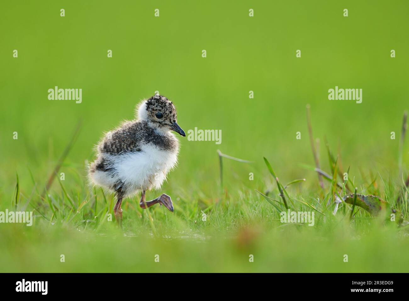 Lapwing chick hi-res stock photography and images - Alamy