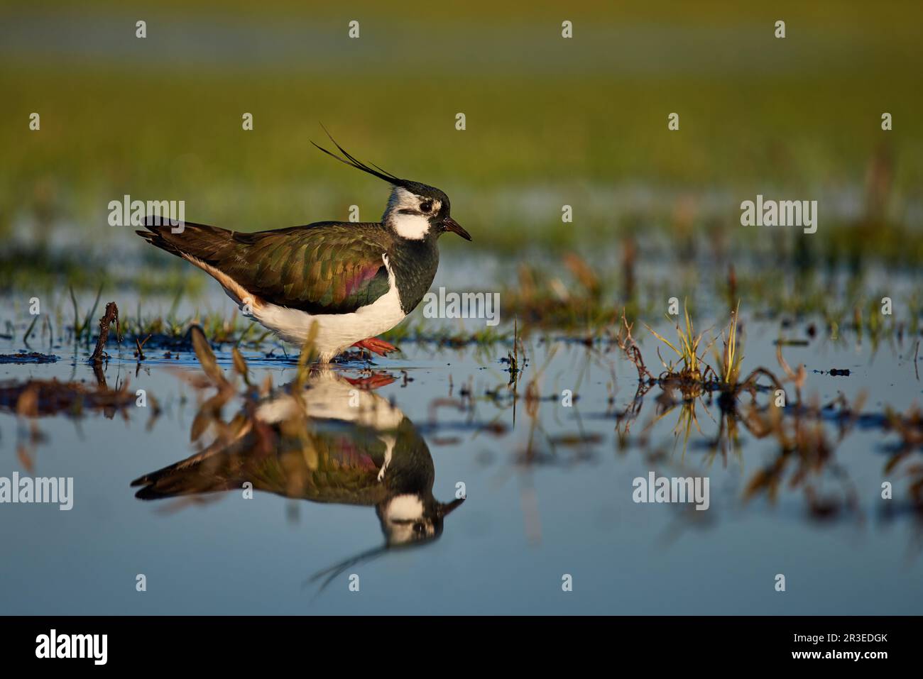 Lapwing in water hi-res stock photography and images - Alamy