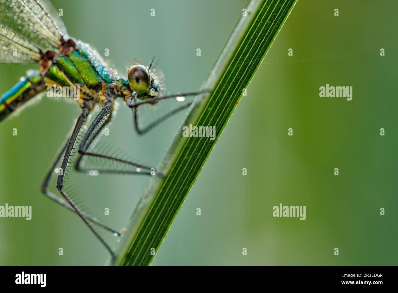 Hunting dragonfly hi-res stock photography and images - Alamy