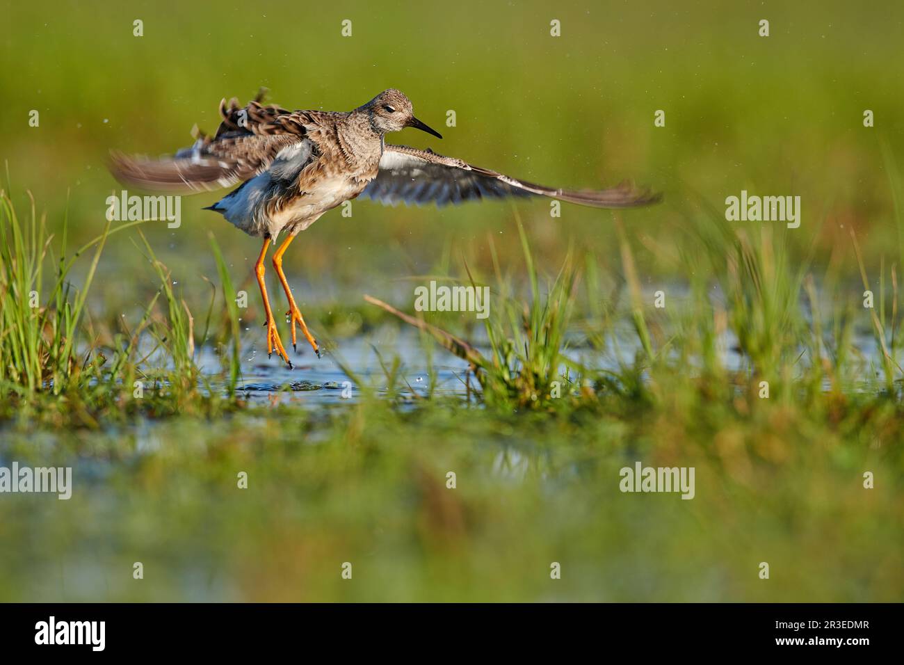 Ruff bird female hi-res stock photography and images - Alamy