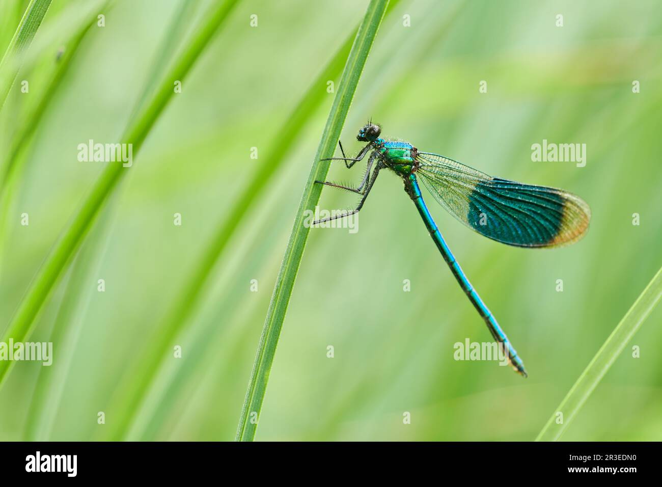 Hunting dragonfly hi-res stock photography and images - Alamy