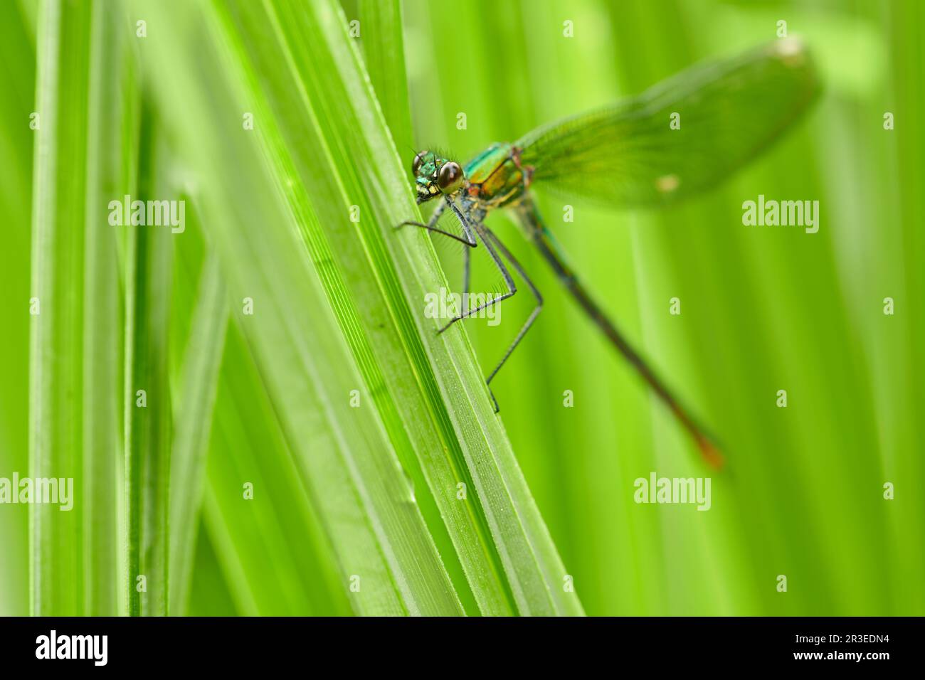 Hunting dragonfly hi-res stock photography and images - Alamy