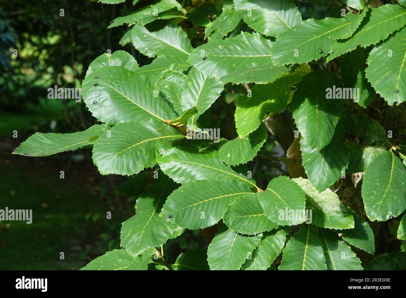 Quercus pontica, Pontic oak Stock Photo - Alamy