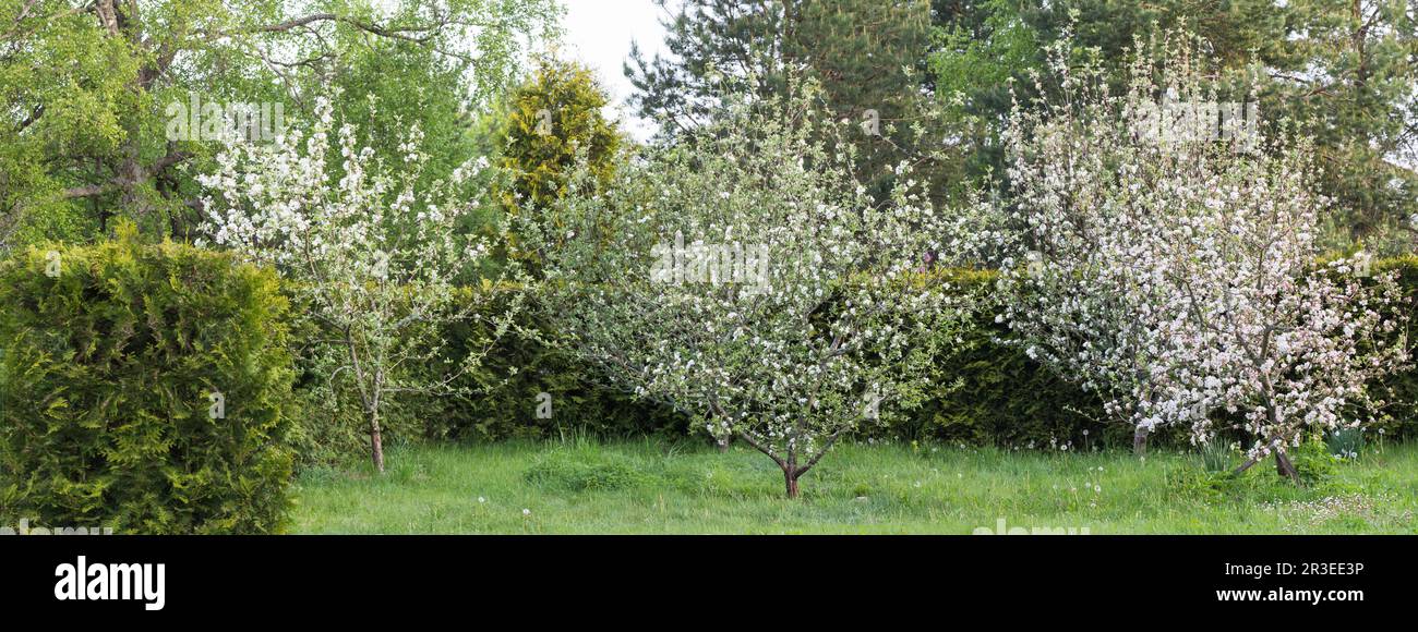 Panorama flowering apple orchard hi-res stock photography and images ...