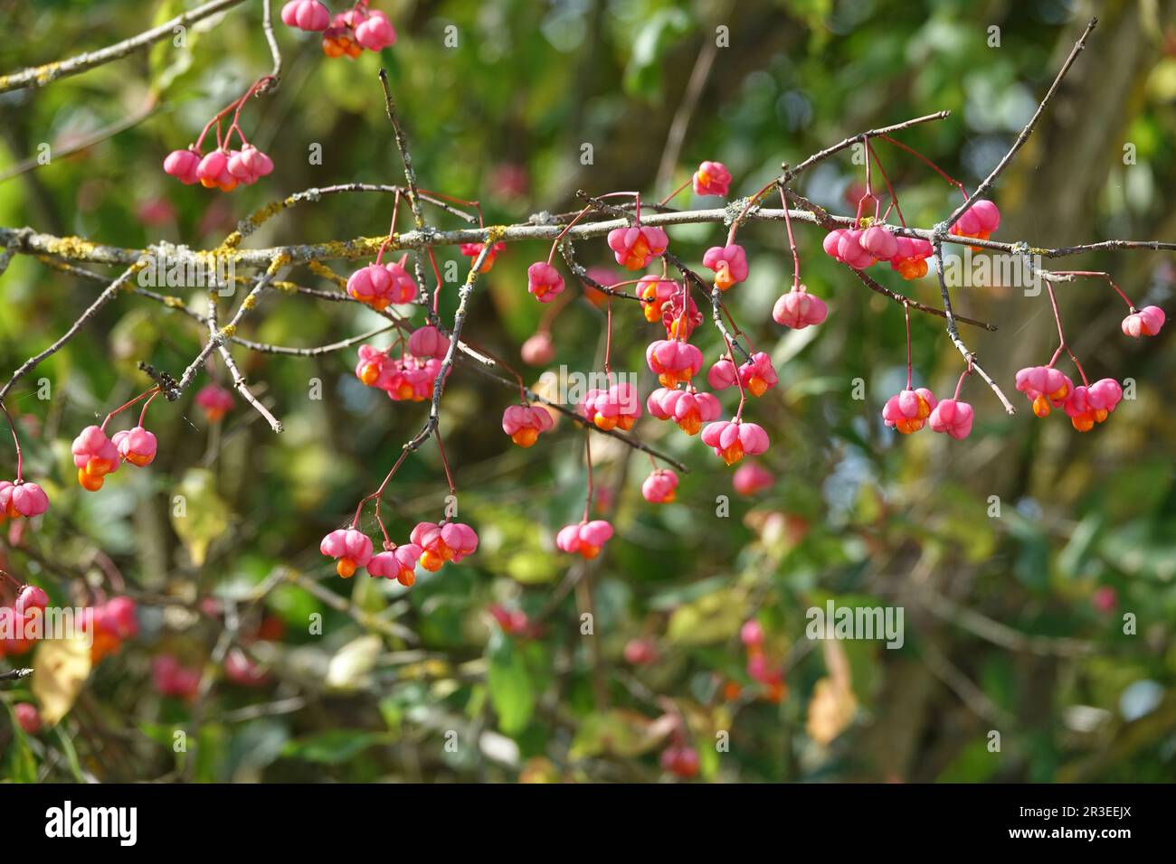 Euonymus europaeus, European spindle Stock Photo - Alamy