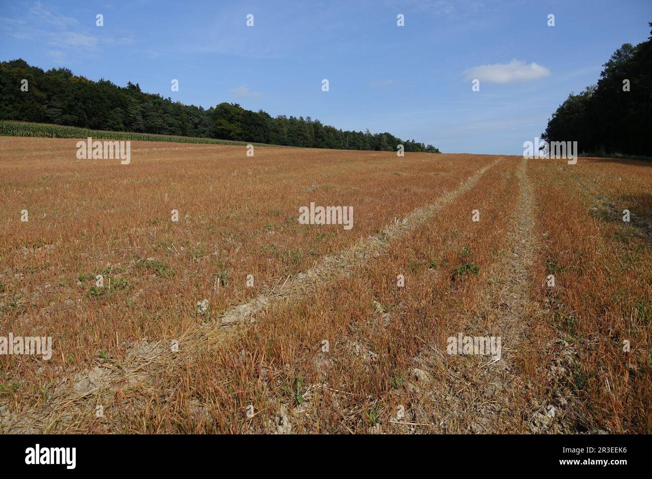 Field sprayed with Glyphosat Stock Photo - Alamy