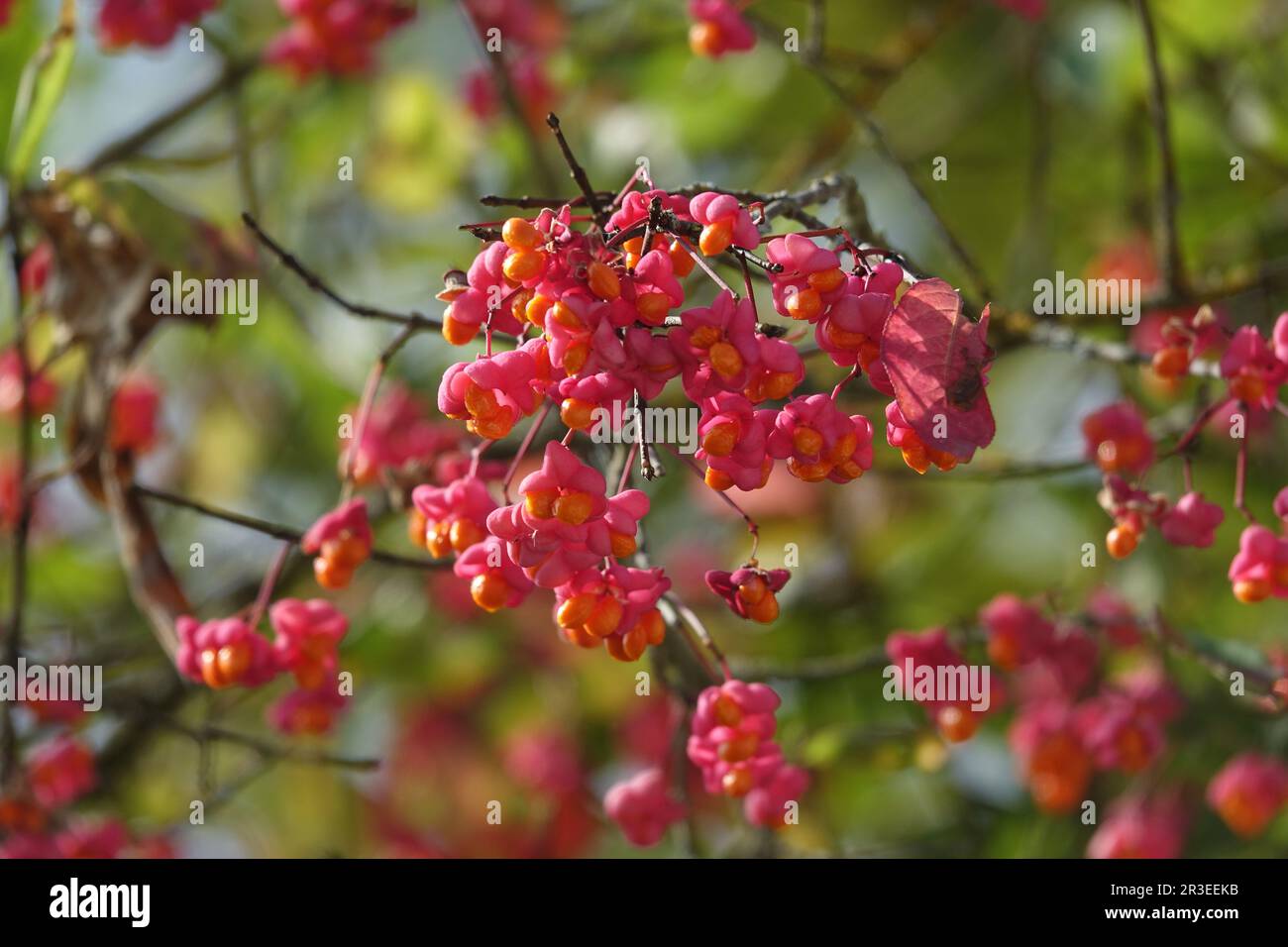 Euonymus europaeus, European spindle Stock Photo - Alamy