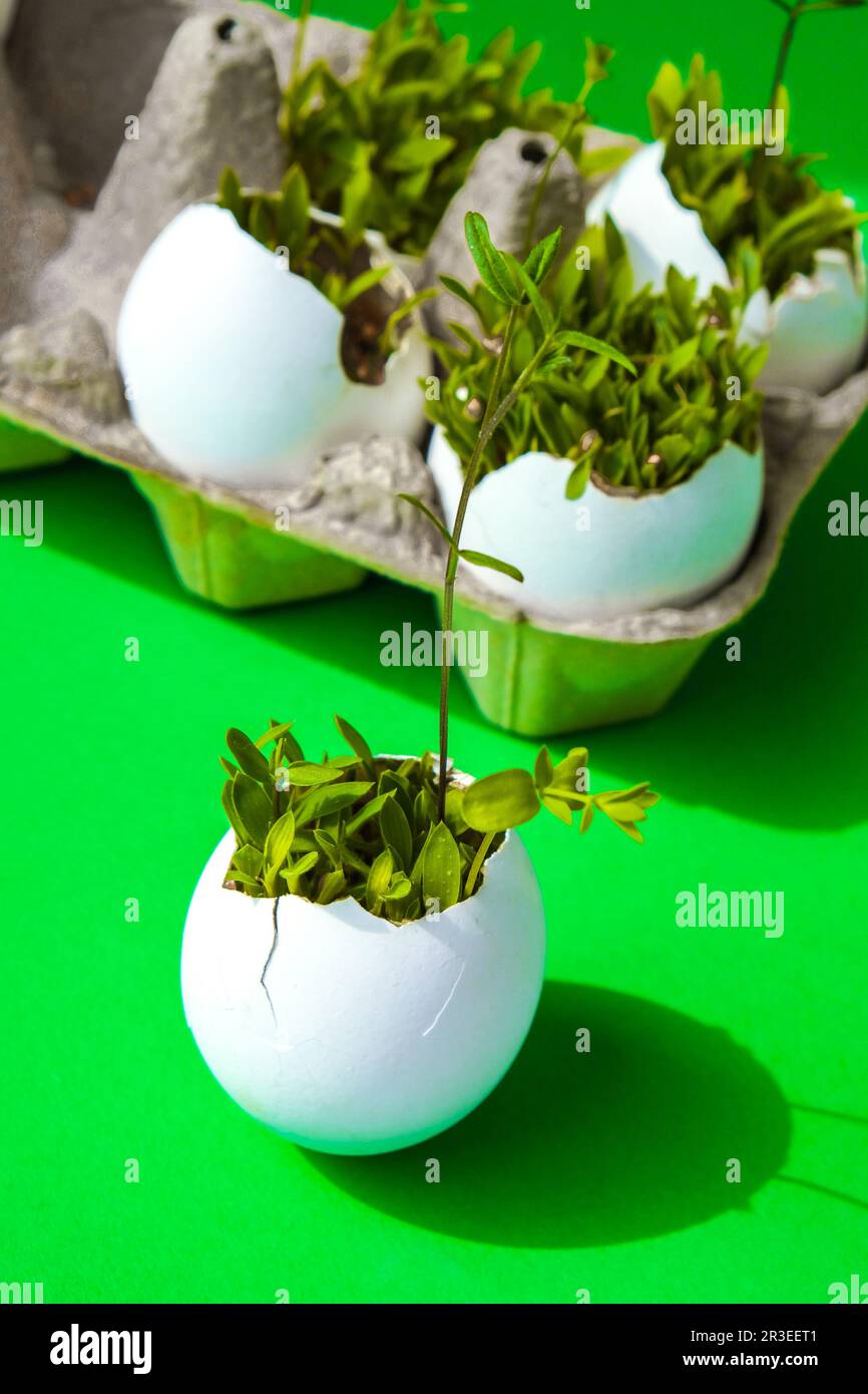 Fresh micro greens. Microgreens of arugula and cress grow in white egg ...