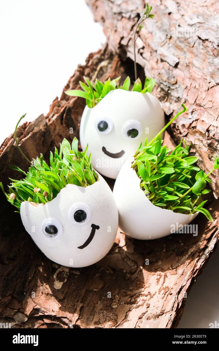 Fresh micro greens. Microgreens of arugula and cress grow in white egg ...