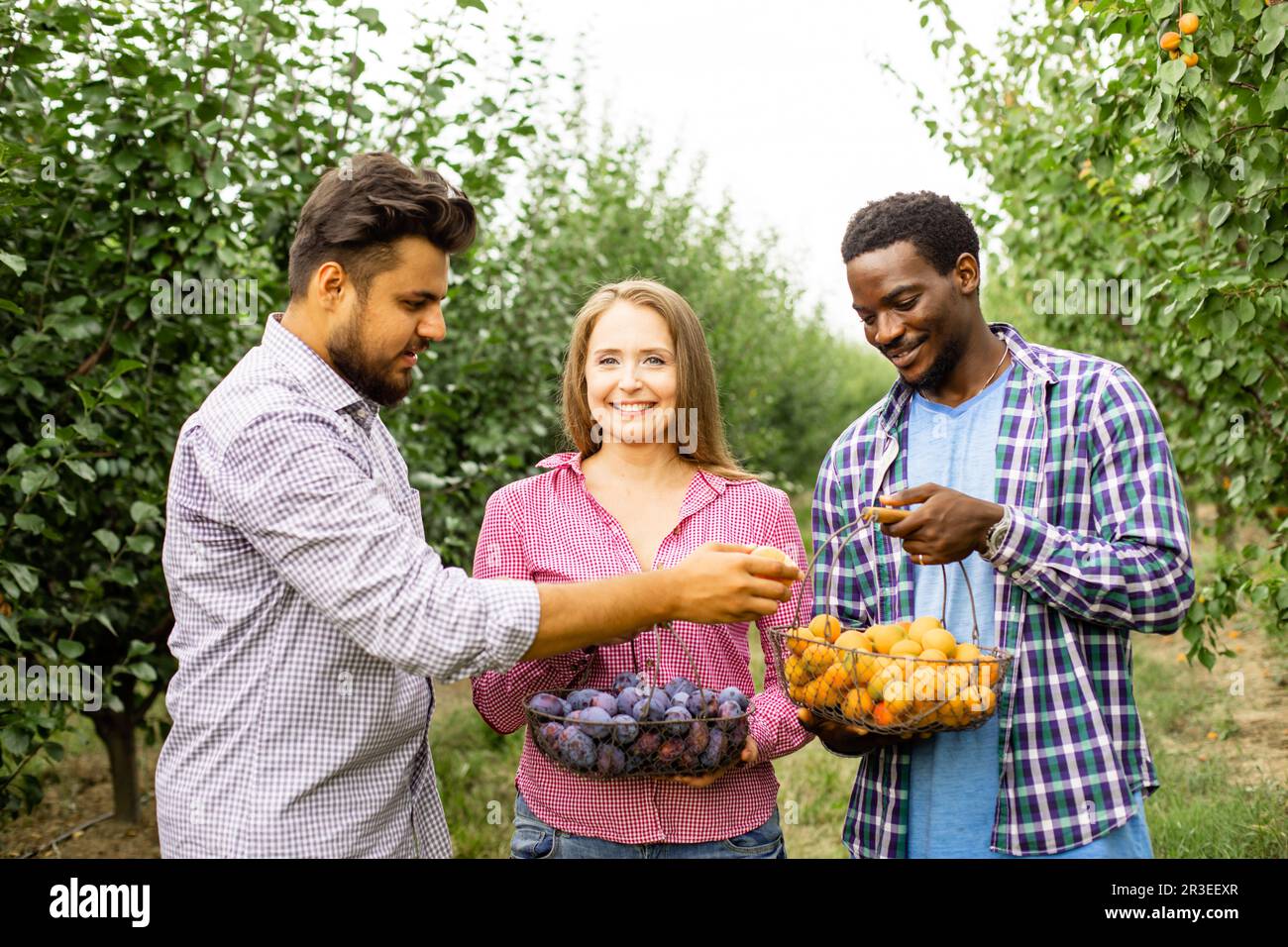 Picking fruit farm workers hi-res stock photography and images - Alamy