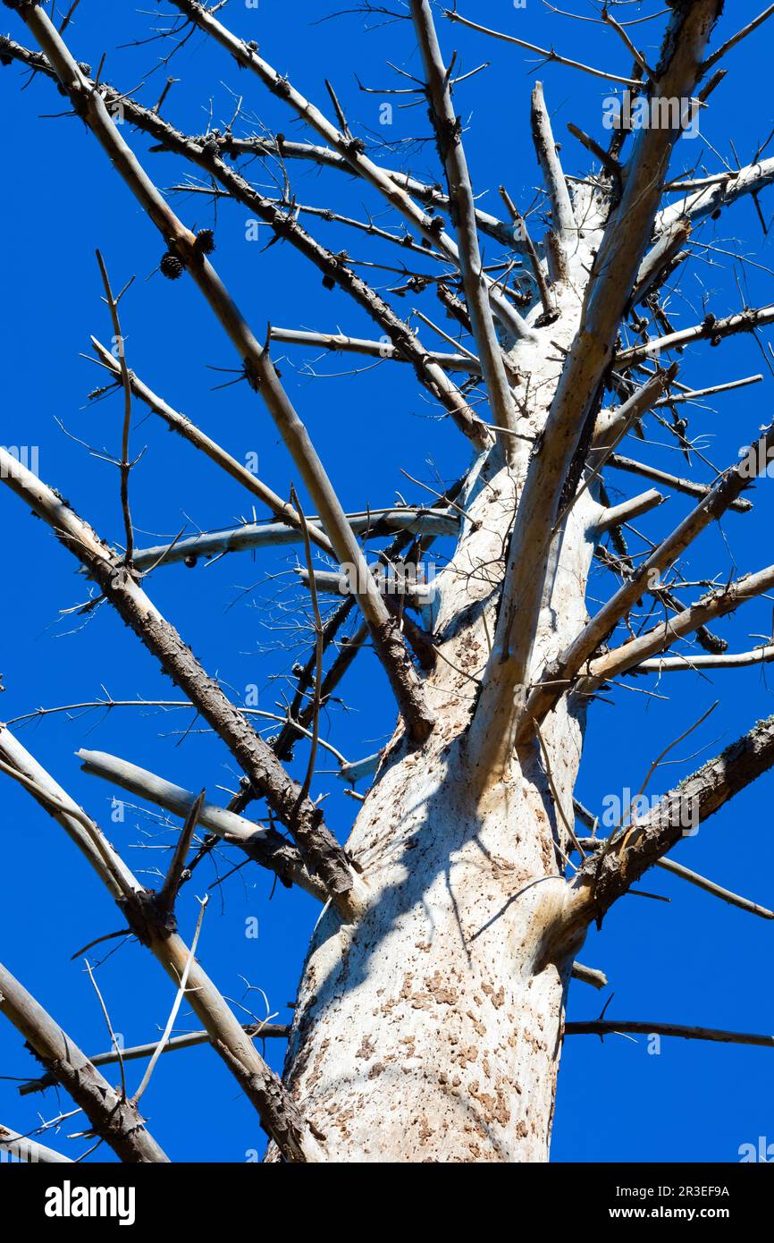 Dead fir trees in a forest hi-res stock photography and images - Alamy
