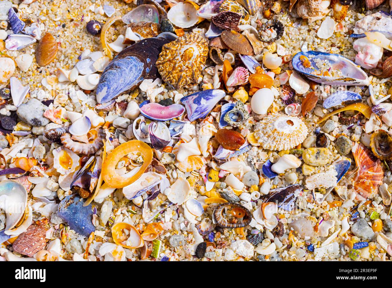 Overhead view of washed up and broken sea shells on sandy beach Stock ...