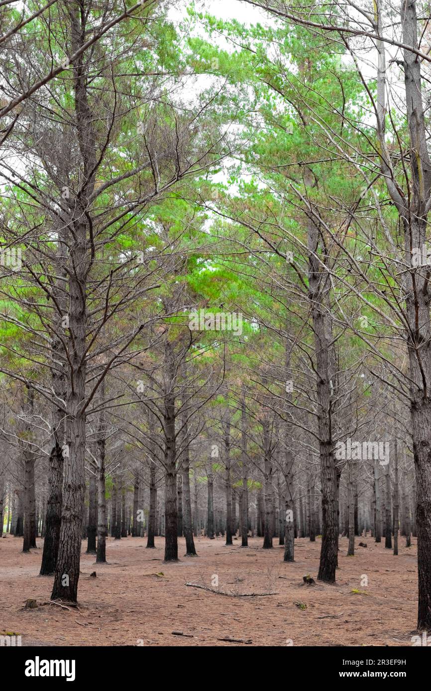 Rows of trees in a Pine Forest Plantation Stock Photo - Alamy