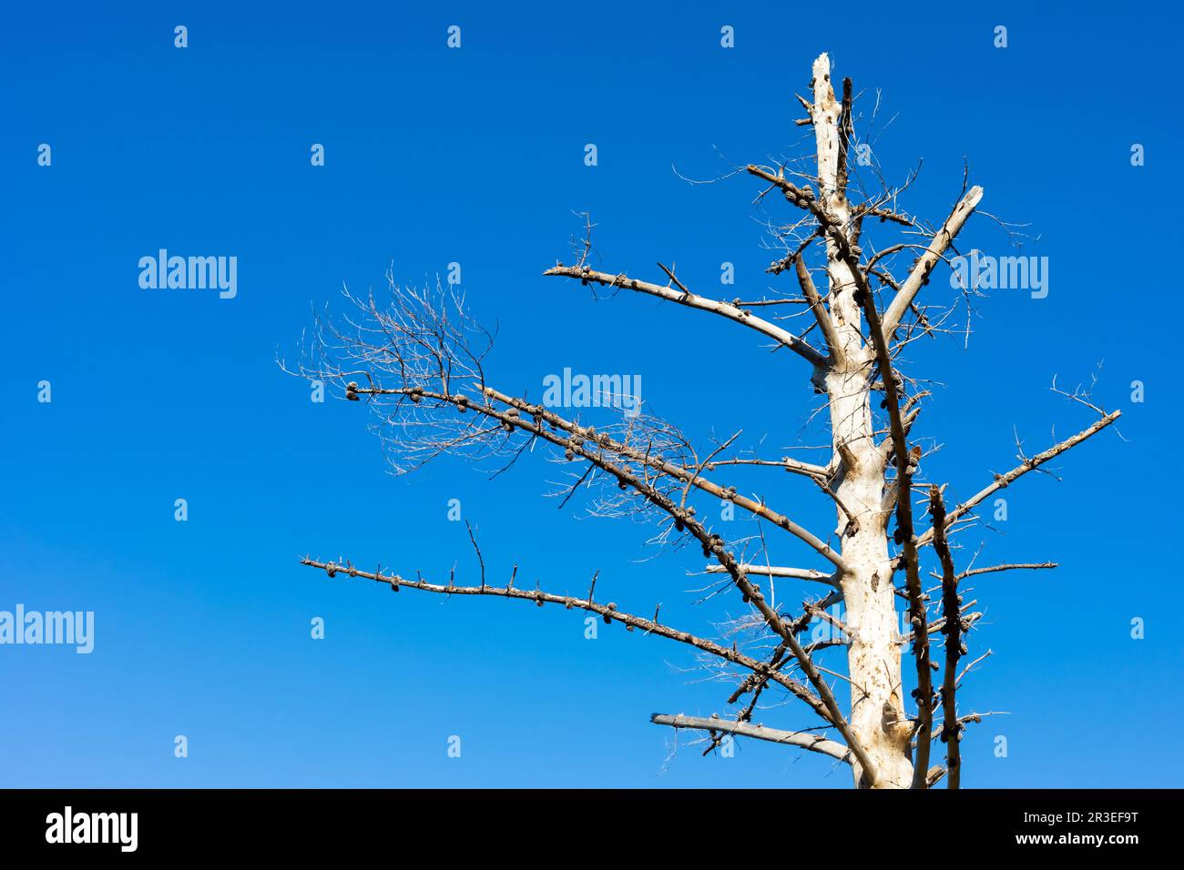 Dead tree-trunk and branches in a Pine Forest Plantation Stock Photo ...
