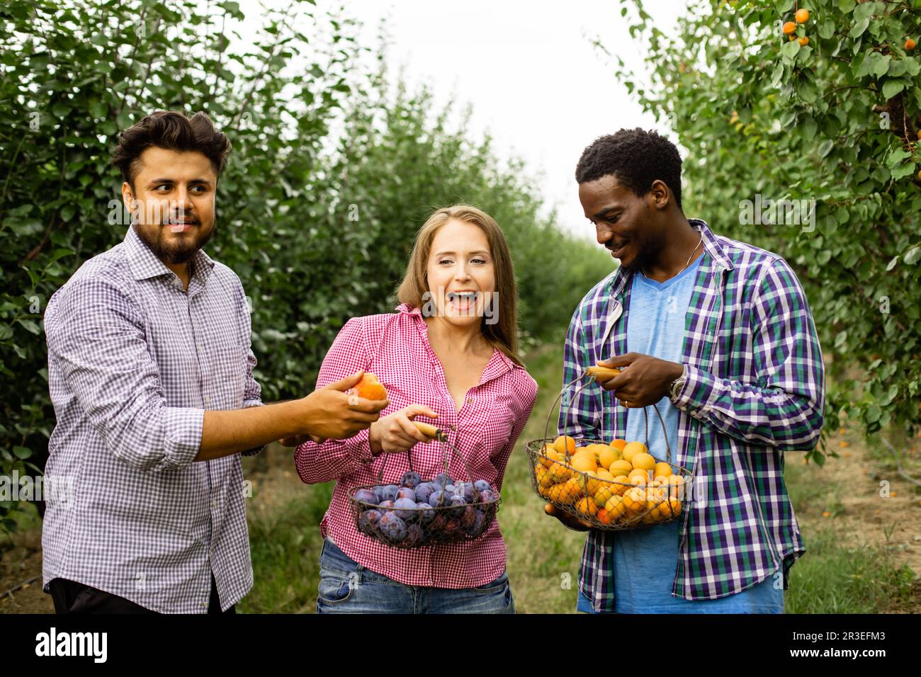 Picking fruit farm workers hi-res stock photography and images - Alamy