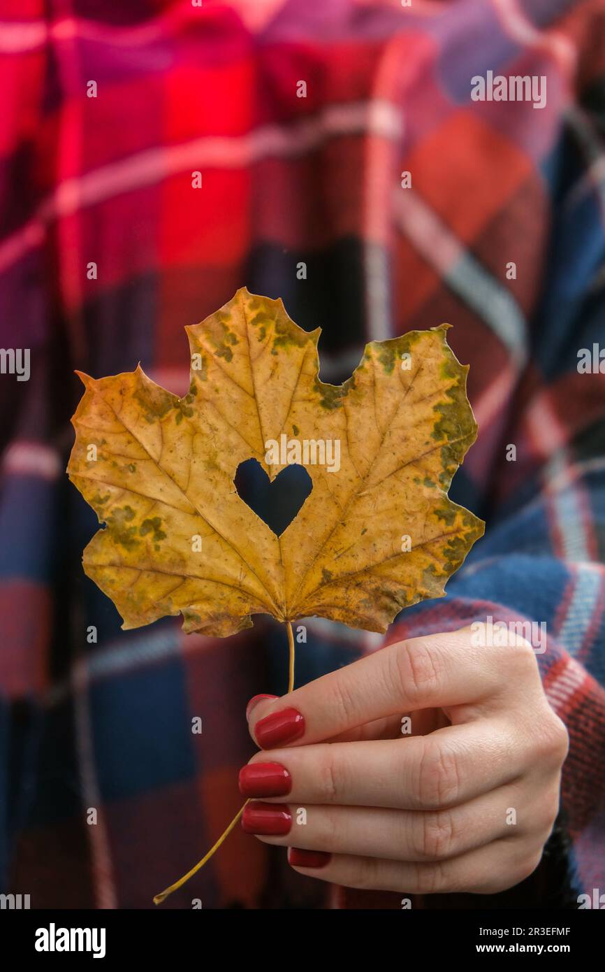 Red leaf shape hi-res stock photography and images - Alamy