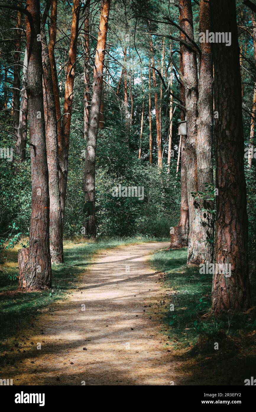 Footpath through dense forest hi-res stock photography and images - Alamy