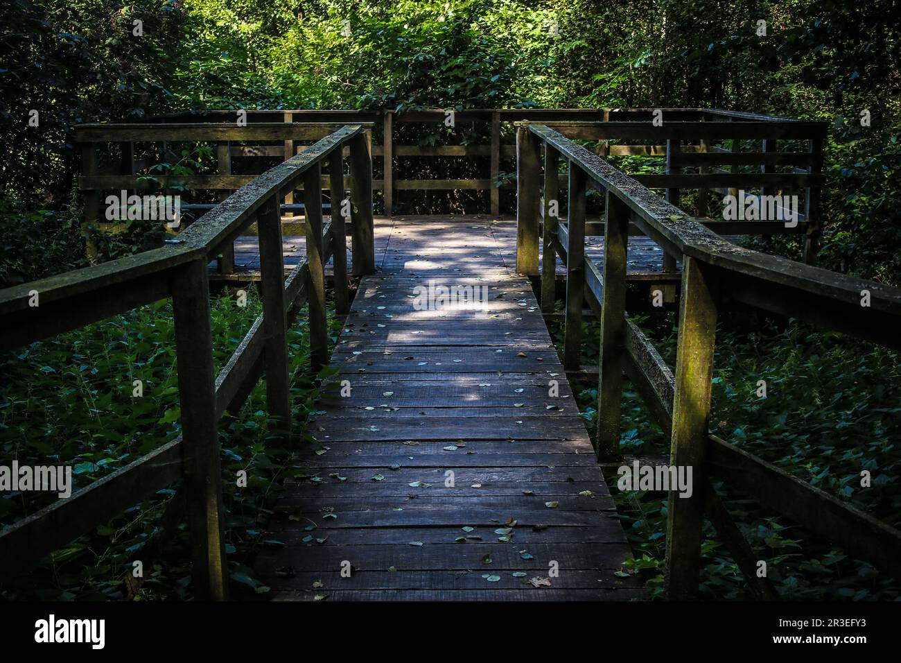 Natural trail leading through hi-res stock photography and images - Alamy