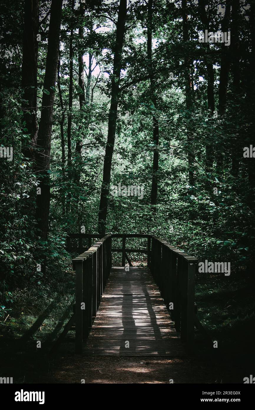 Footpath through the forest Stock Photo - Alamy